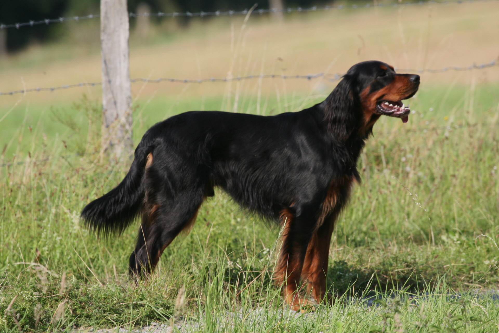 Der Gordon Setter (Standard)